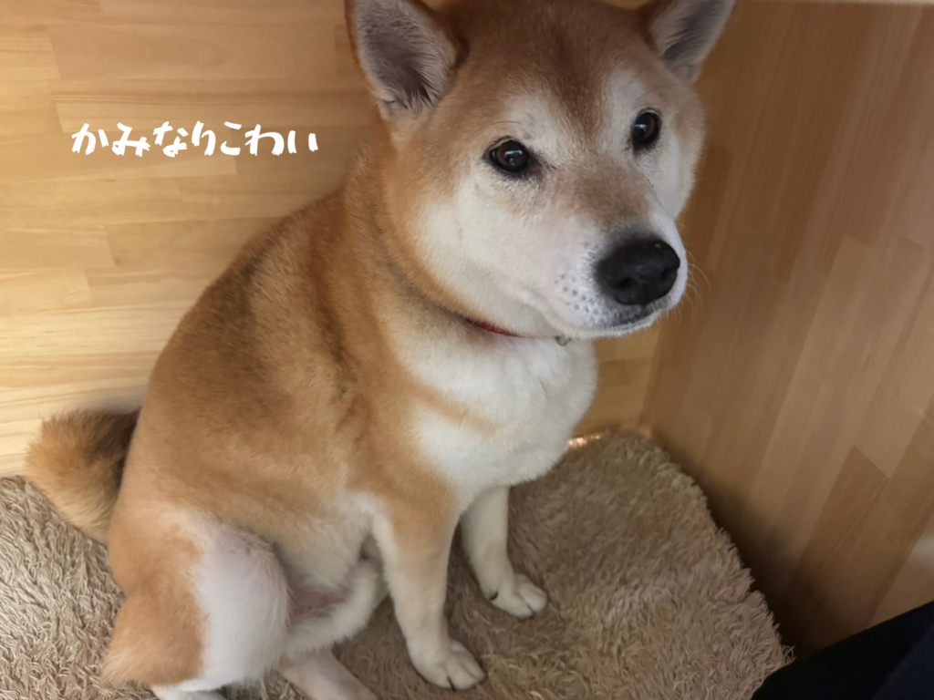 萬作部長日記②～かみなりこわい～ - cocochi｜ココチ：心地よさを追求した住宅ブランド